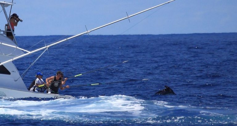 Blue Marlin - Precision Rods